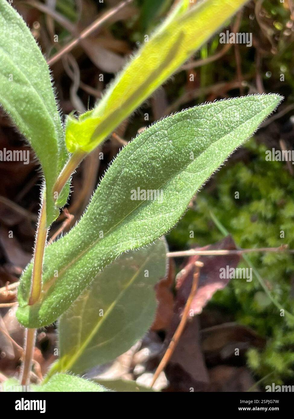 late purple aster (Symphyotrichum patens), Plantae, Ridge Path Rd ...