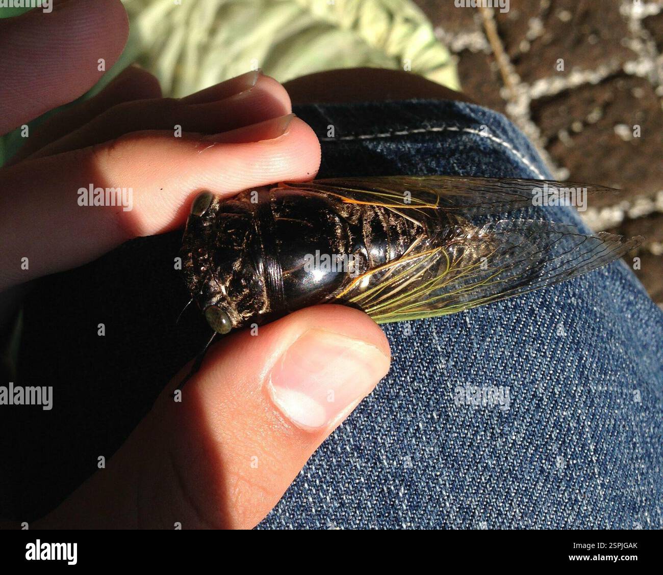 Black Giant Cicada (Cryptotympana facialis), Insecta, Japan Stock Photo ...