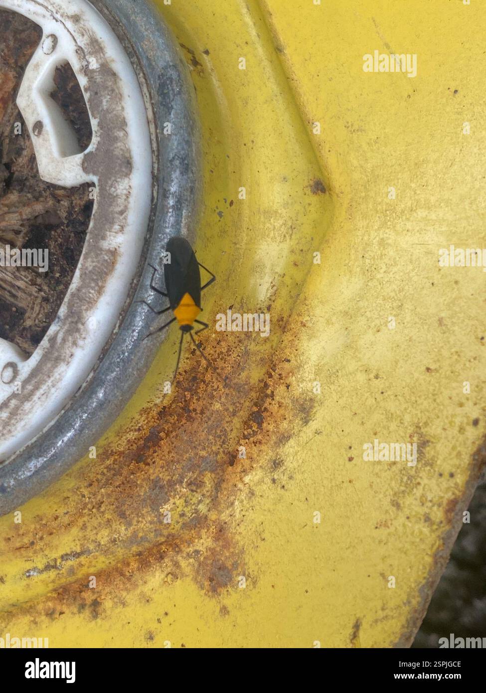 (Prepops insitivus), Insecta, Sam Houston National Forest, Shepherd, TX, US Stock Photo - Alamy