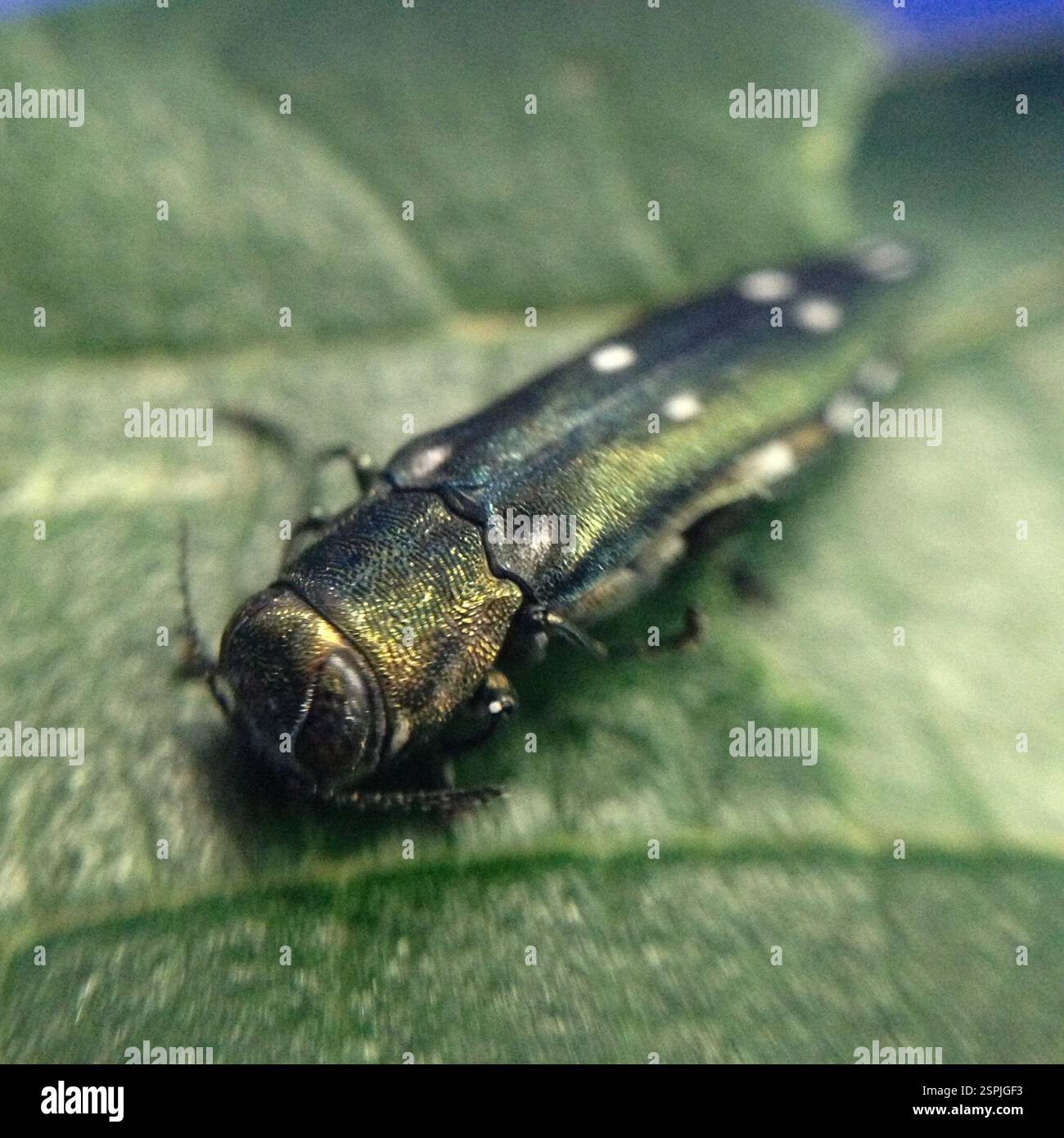 Decoloratus hi-res stock photography and images - Alamy