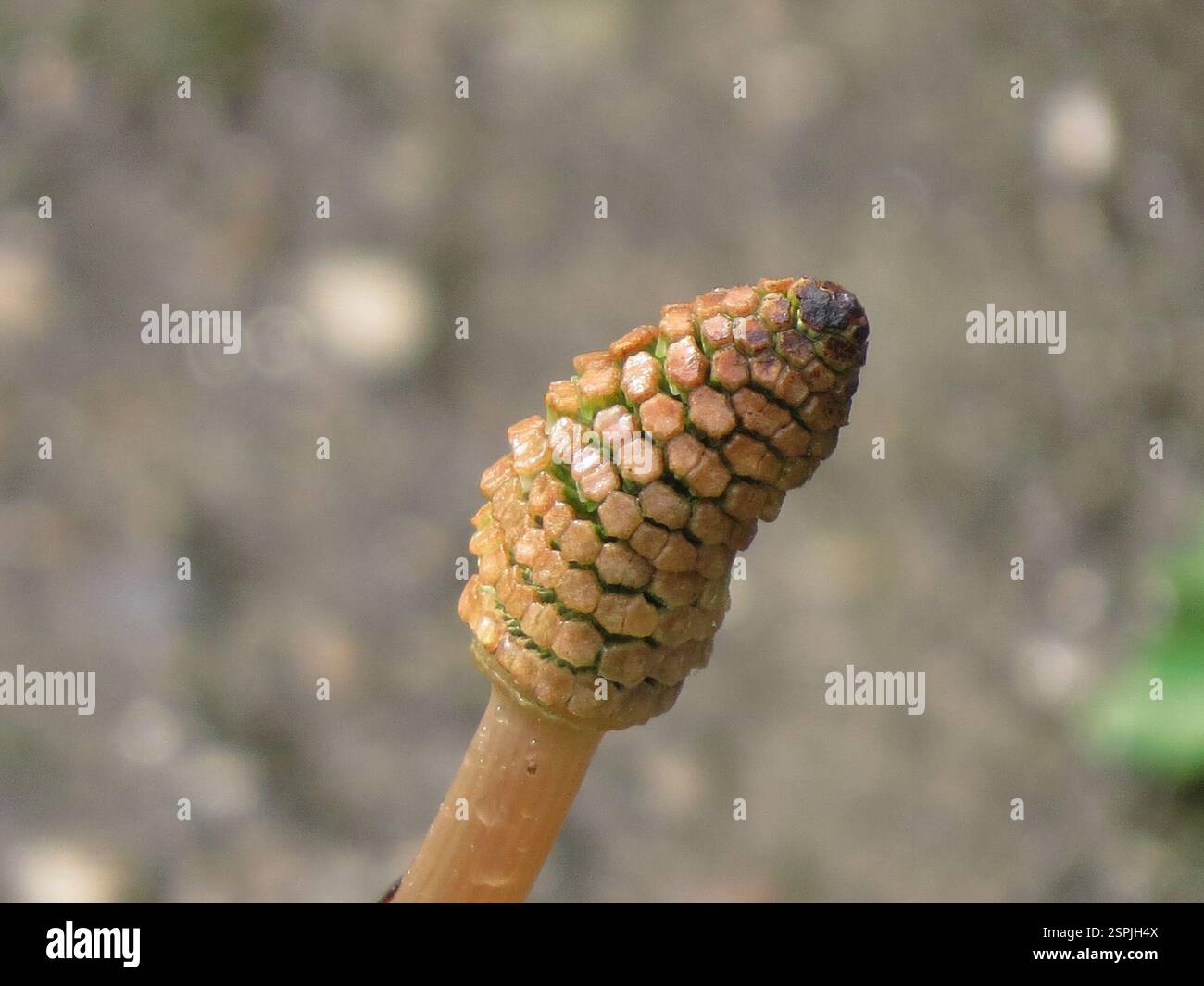 field horsetail (Equisetum arvense), Plantae, Malin Bridge Allotments ...