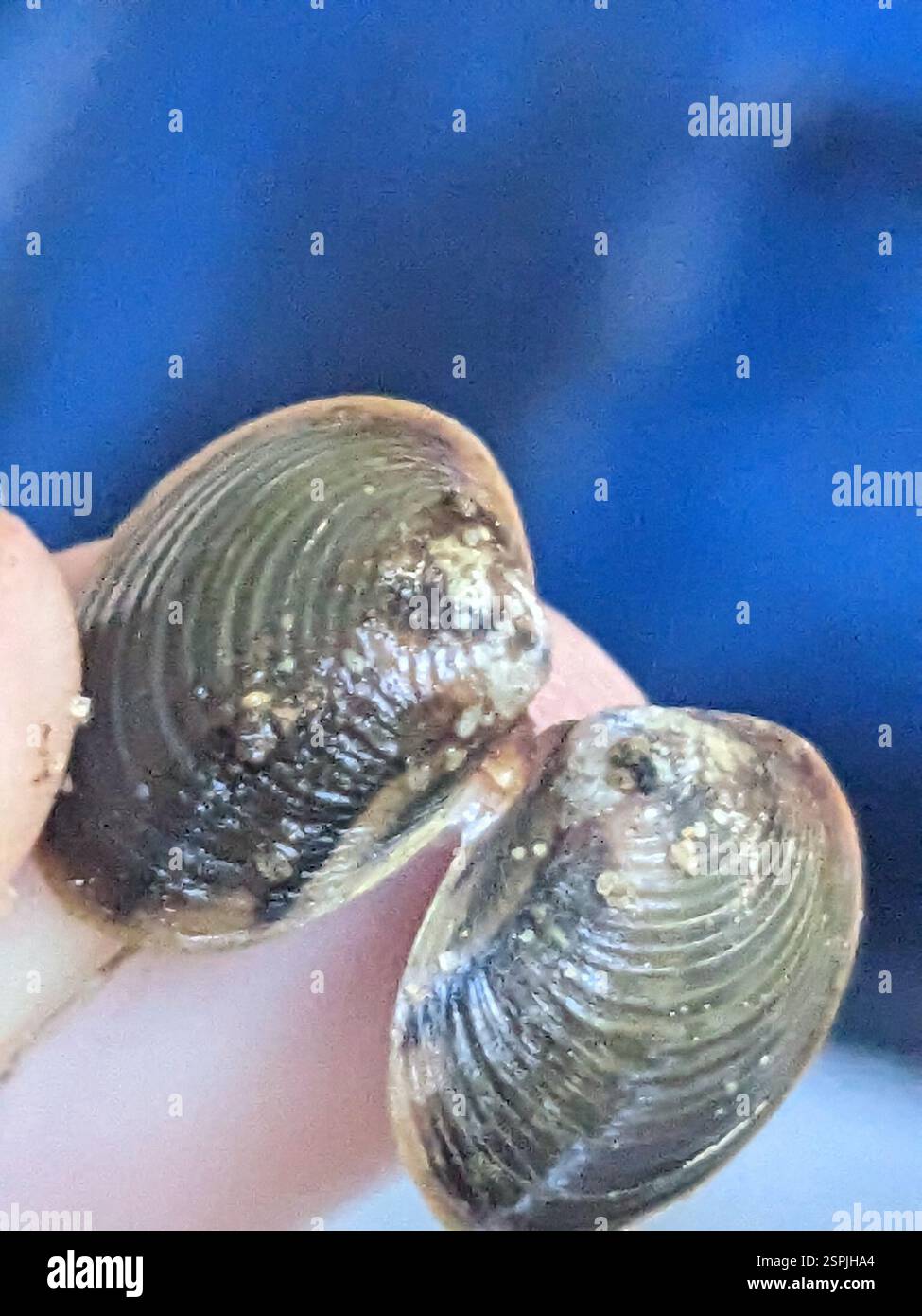 Australian Corbicula (Corbicula australis), Mollusca, Bellmere QLD 4510 ...