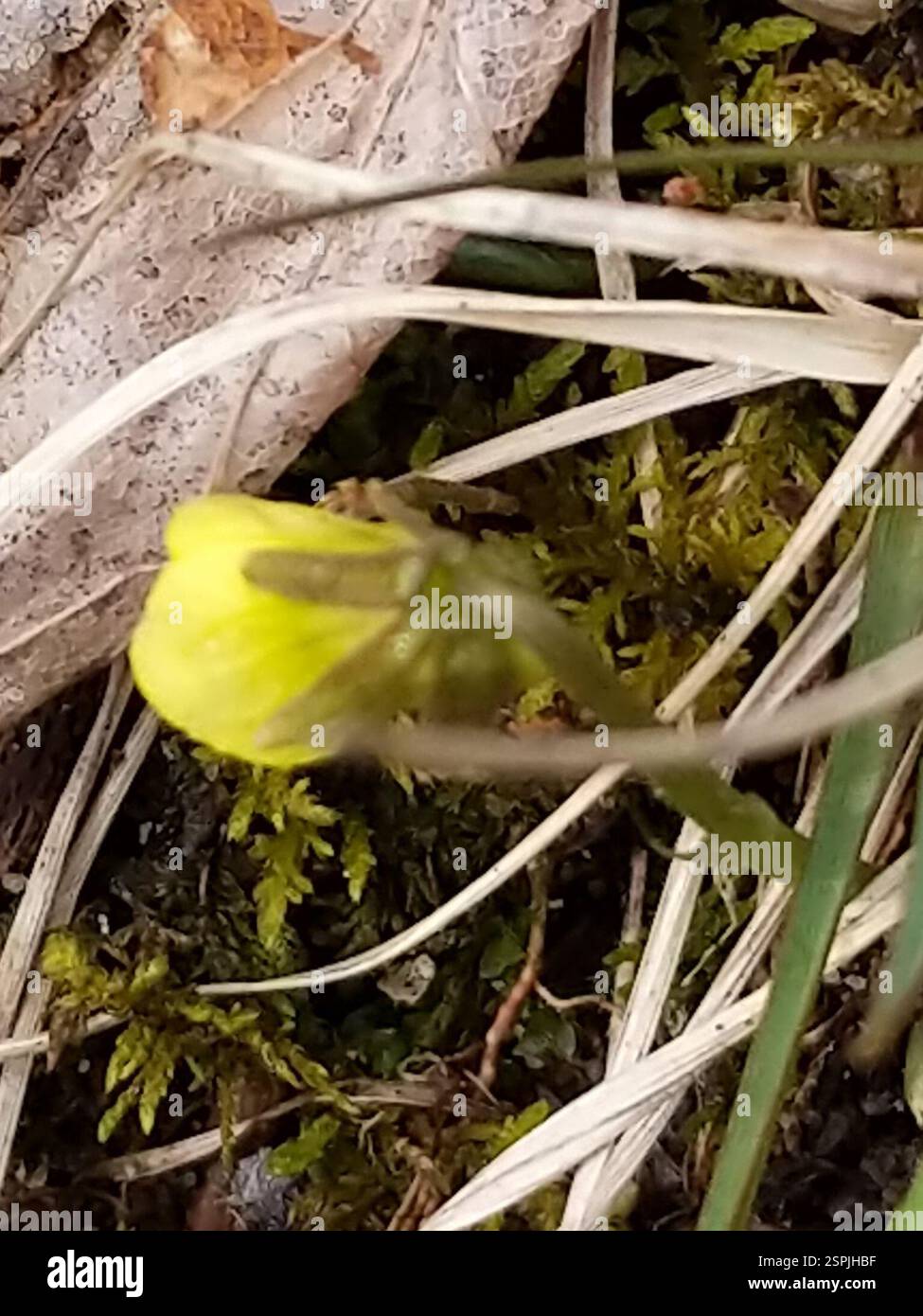 Round-leaved Violet (Viola rotundifolia), Plantae, Boswell, PA 15531 ...