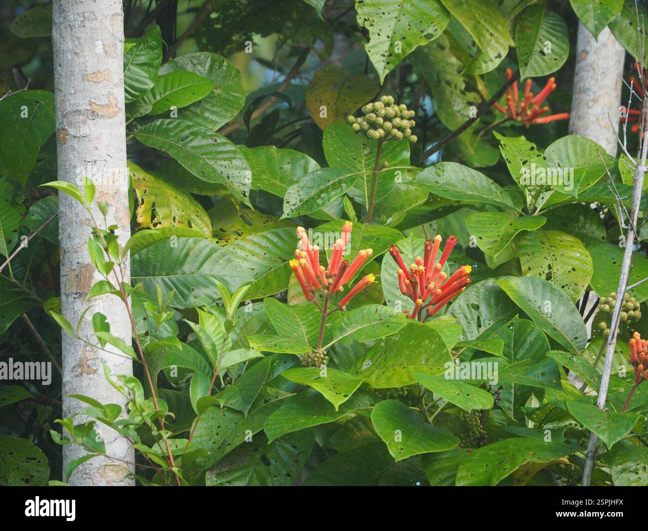 (Isertia coccinea), Plantae, Moederzorg, Suriname Stock Photo - Alamy