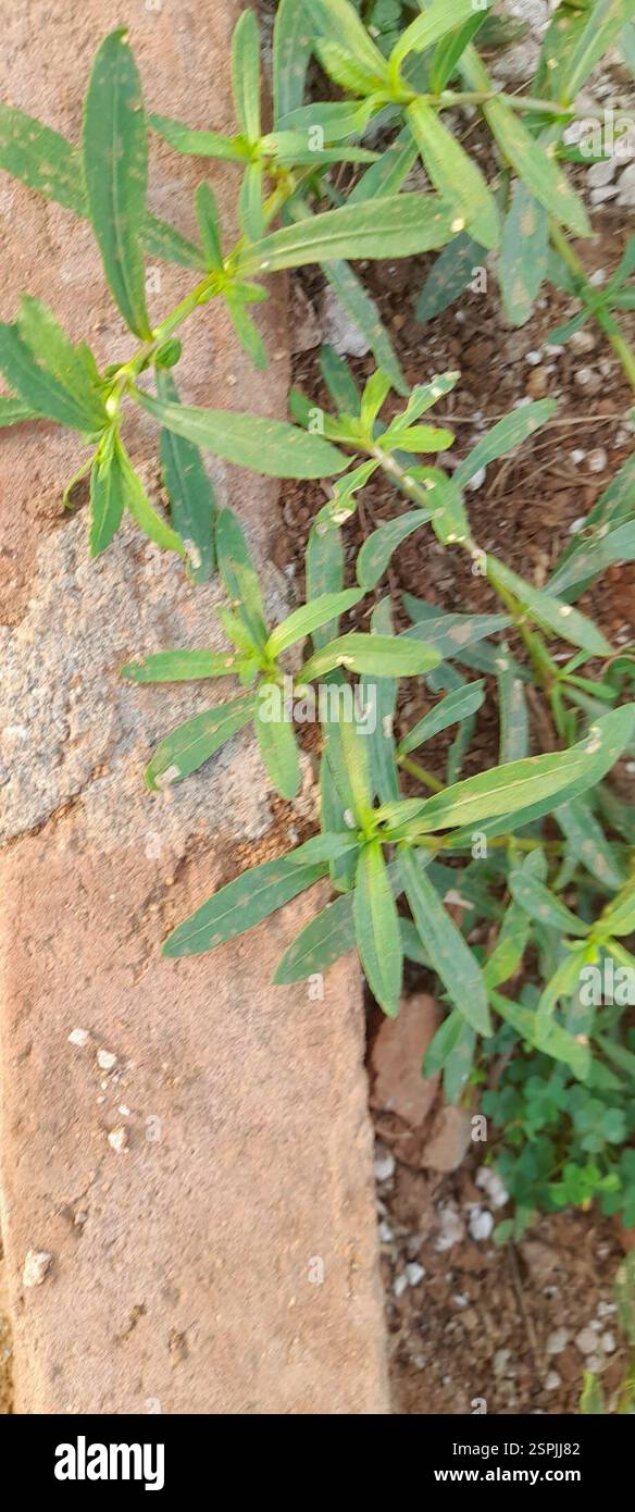 Sessile Joyweed (Alternanthera sessilis), Plantae, 469, Fort Kengeri ...