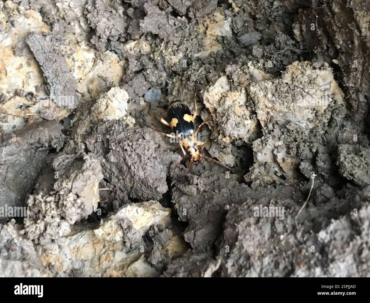 Pheropsophus jessoensis hi-res stock photography and images - Alamy