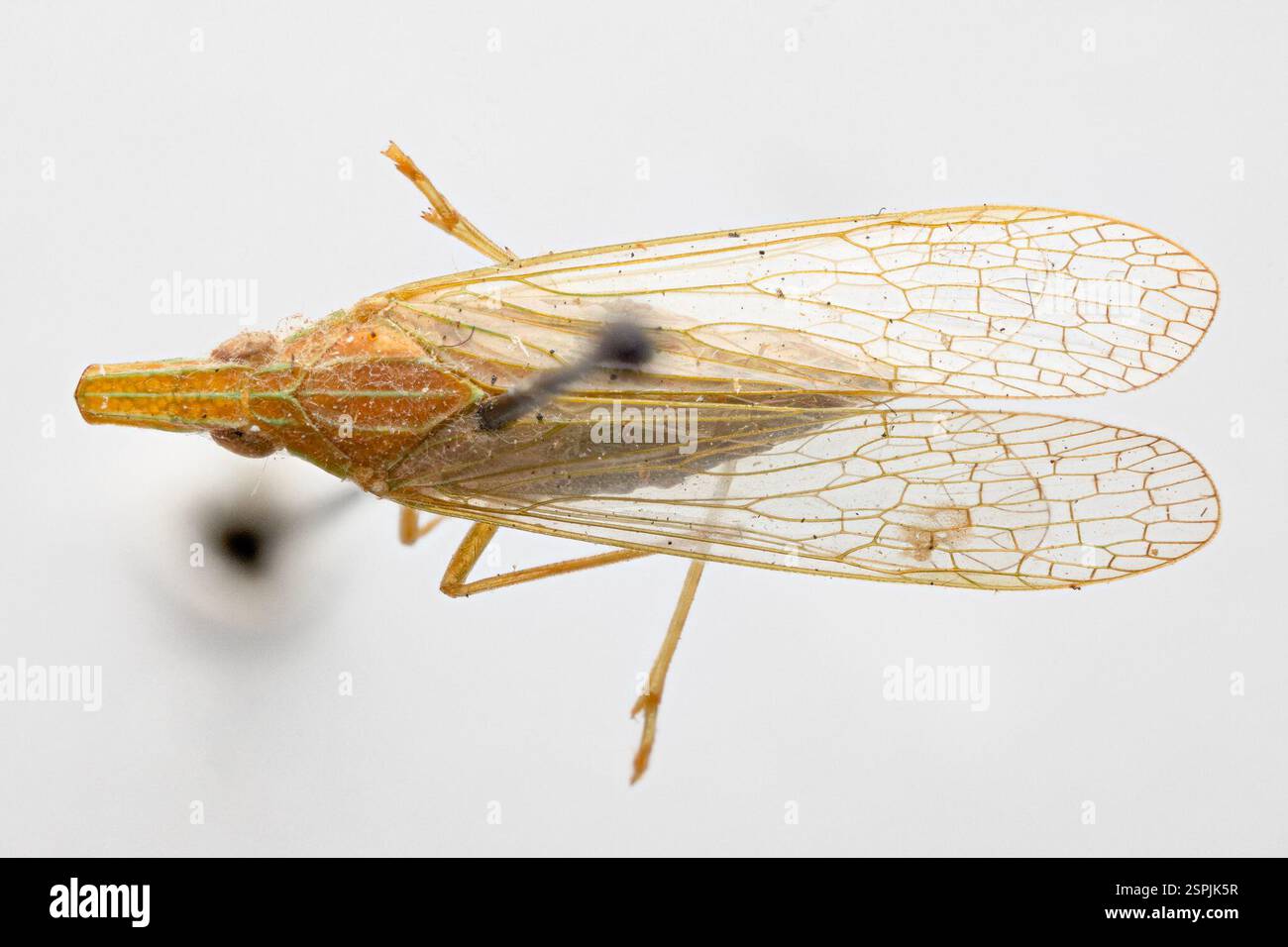 (Hyalodictyon platyrhinum), Insecta, Rest of Region 7, GY-CU, GY ...