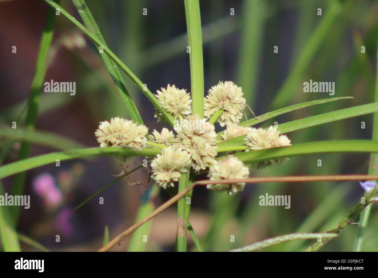 tall flatsedge (Cyperus eragrostis), Plantae, Araçariguama, SP, 18147 ...