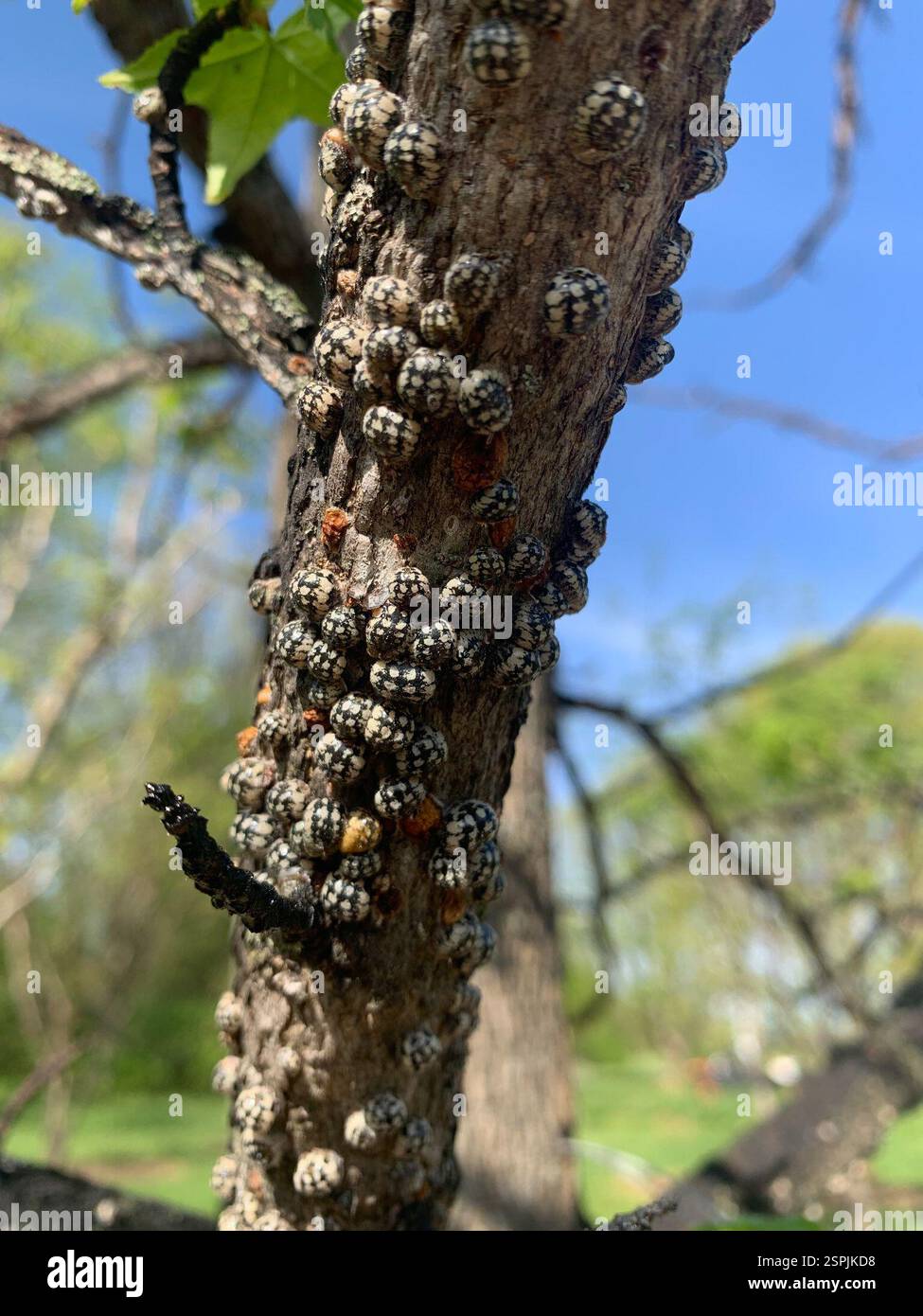 calico scale (Eulecanium cerasorum), Insecta, The Arboretum State ...