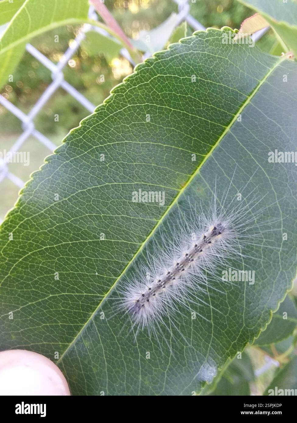Fall Webworm Moth (Hyphantria cunea), Insecta, Windsor Forest, Savannah ...