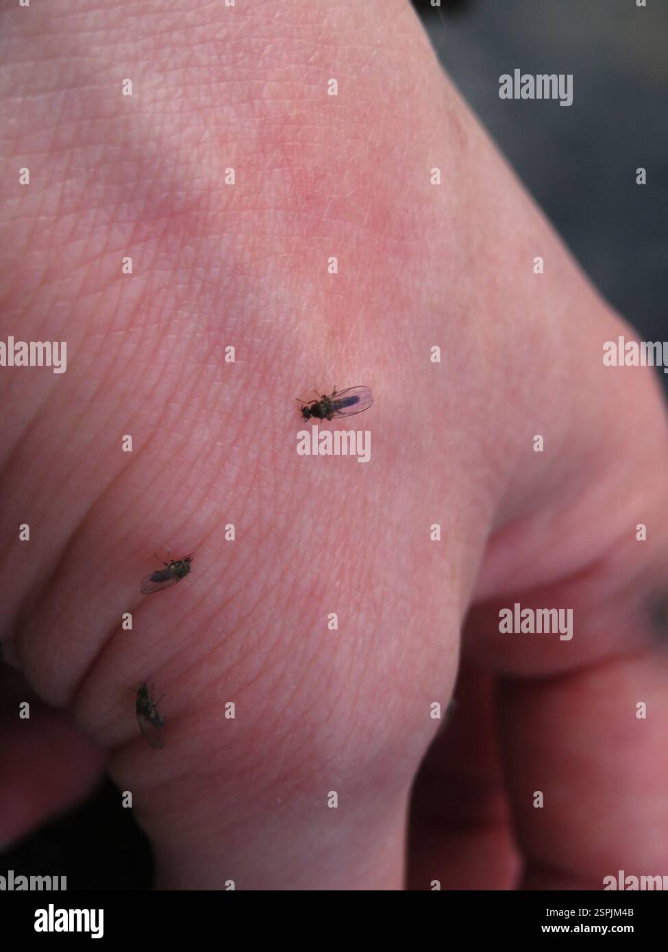 Sandflies (Austrosimulium), Insecta, Wharekai Te Kou Walk Stock Photo ...