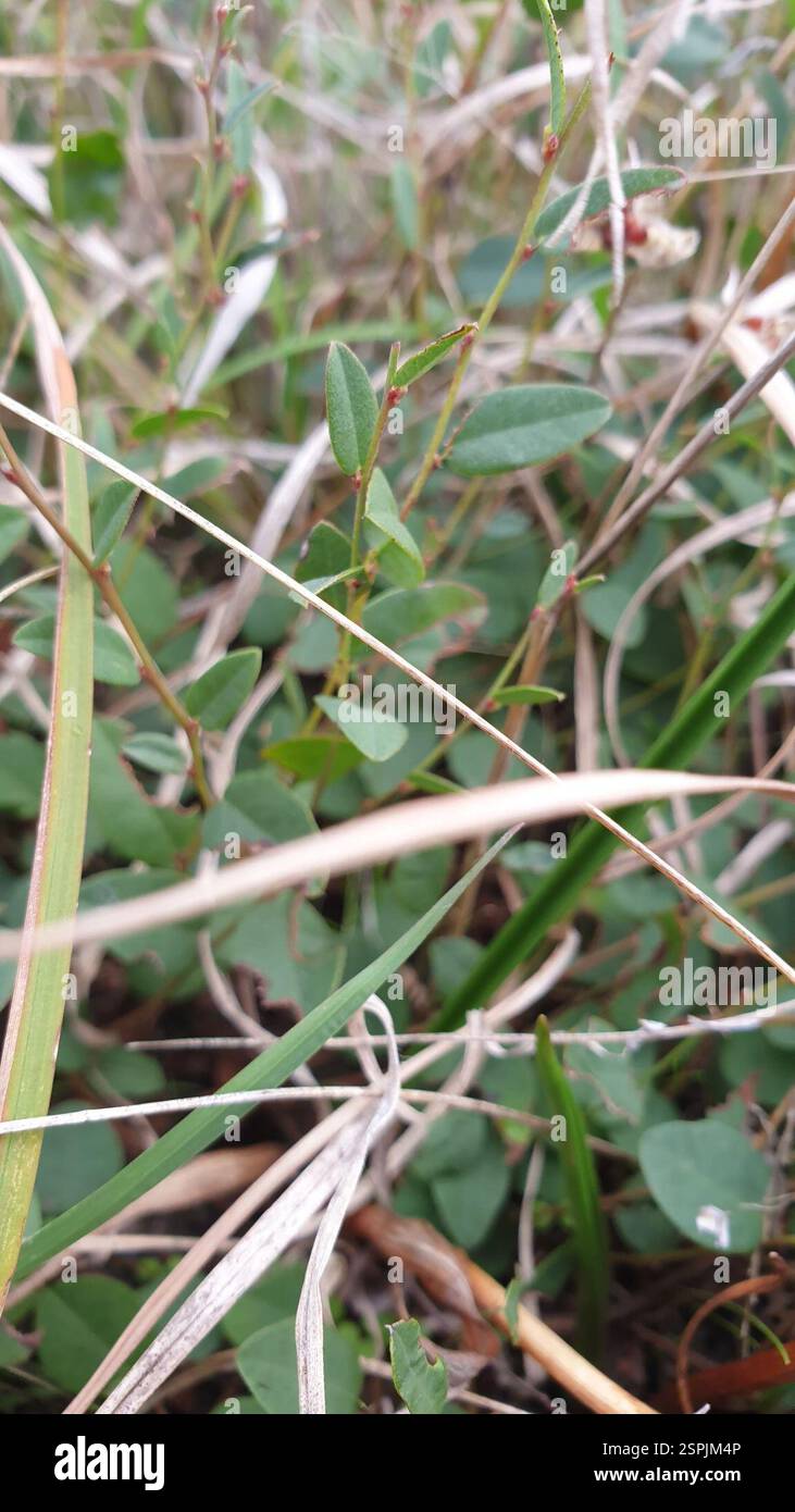 creeping bossiaea (Bossiaea prostrata), Plantae, Sunbury VIC 3429 ...