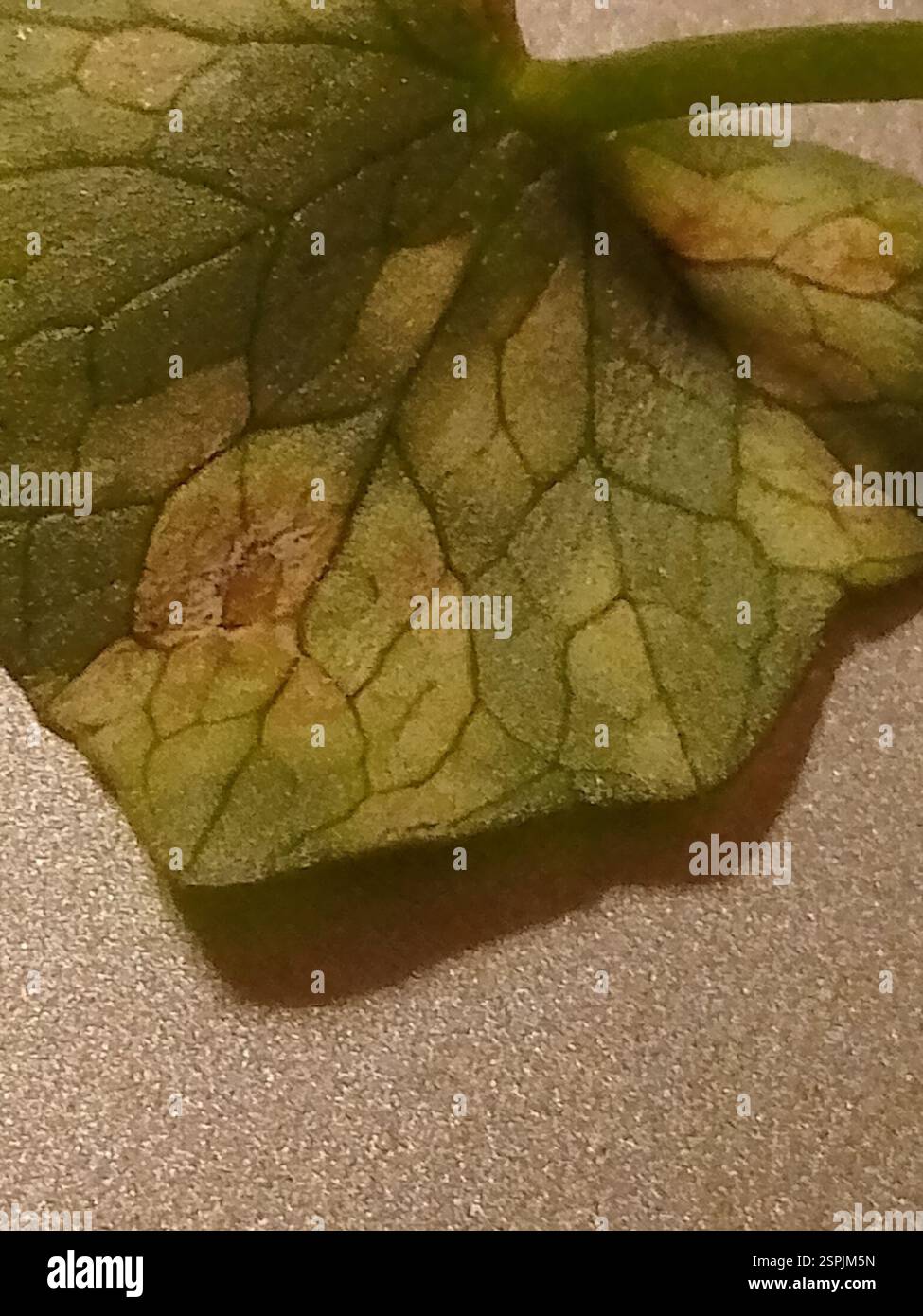 Entyloma hi-res stock photography and images - Alamy