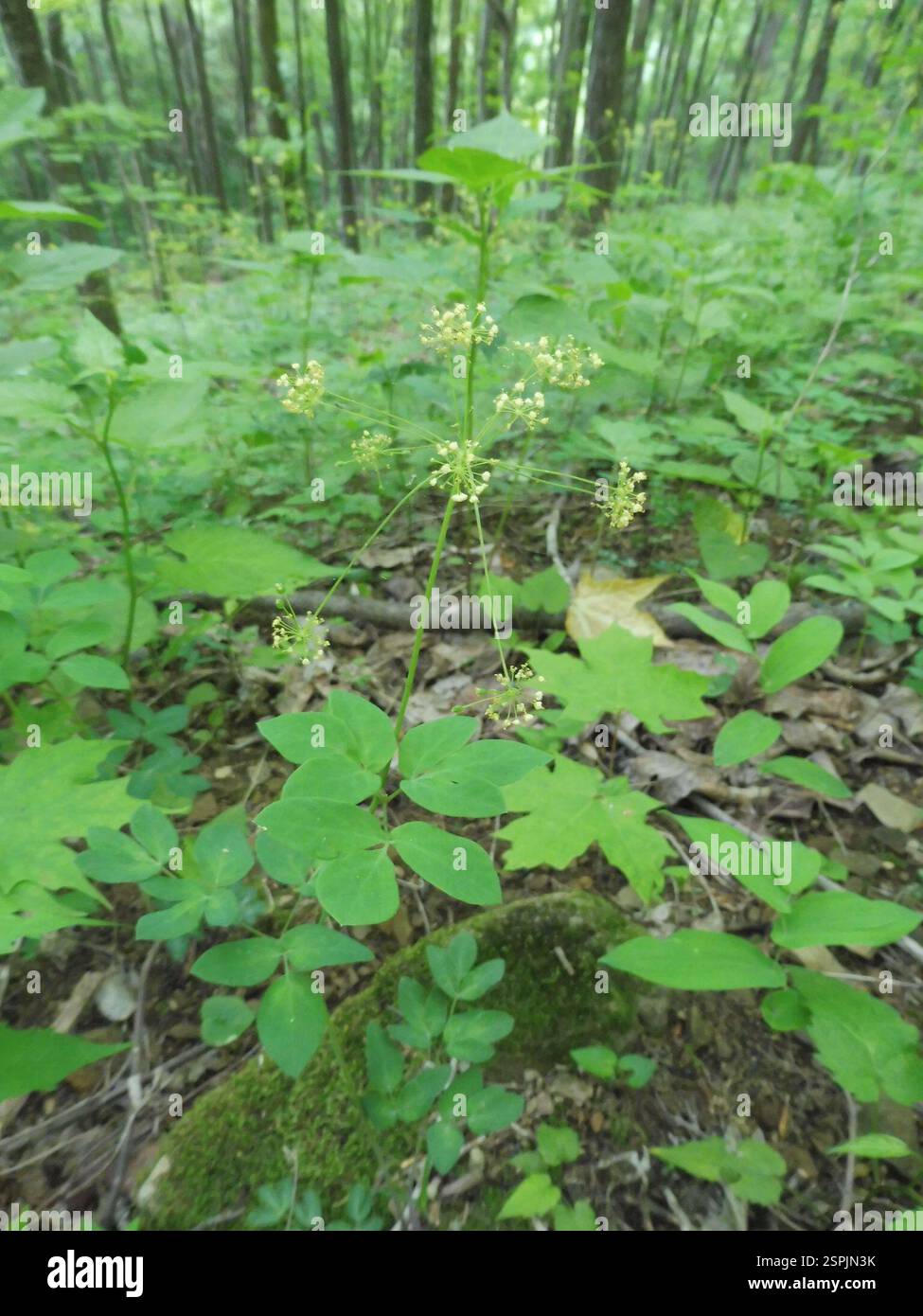 yellow pimpernel (Taenidia integerrima), Plantae, Harlan County, KY ...