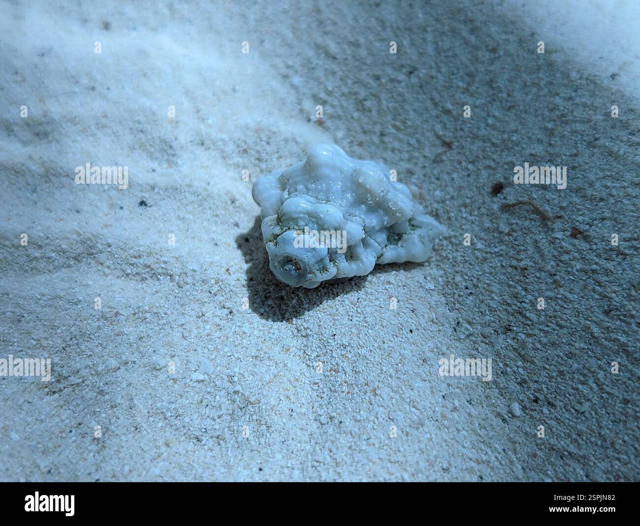 Frog Snails (Bursidae), Mollusca, Maldives Stock Photo - Alamy