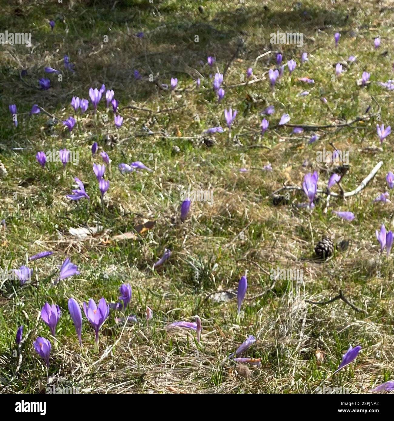 (Crocus veluchensis), Plantae, Yundola, Pazardzhik, BG Stock Photo - Alamy