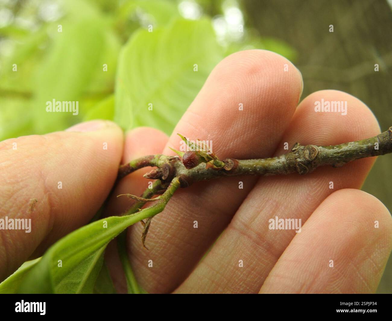 Gall Wasps (Cynipidae), Insecta, The Heights, Cincinnati, OH, USA Stock ...