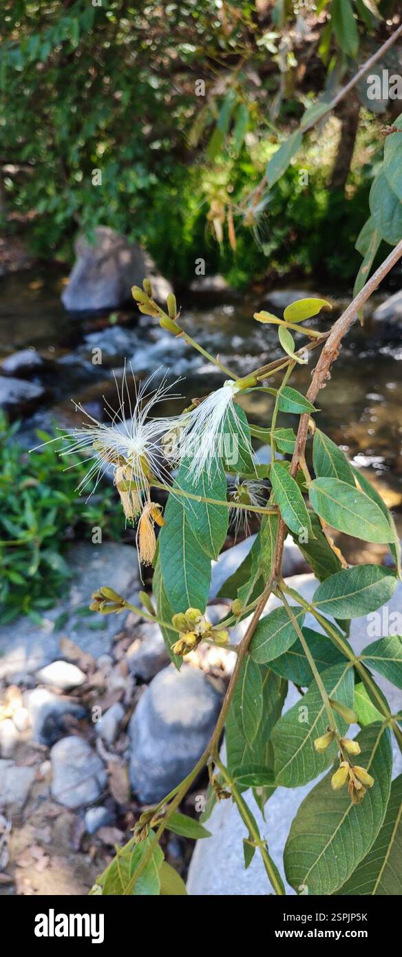 river koko (Inga vera), Plantae, 48444 Jal., México Stock Photo - Alamy