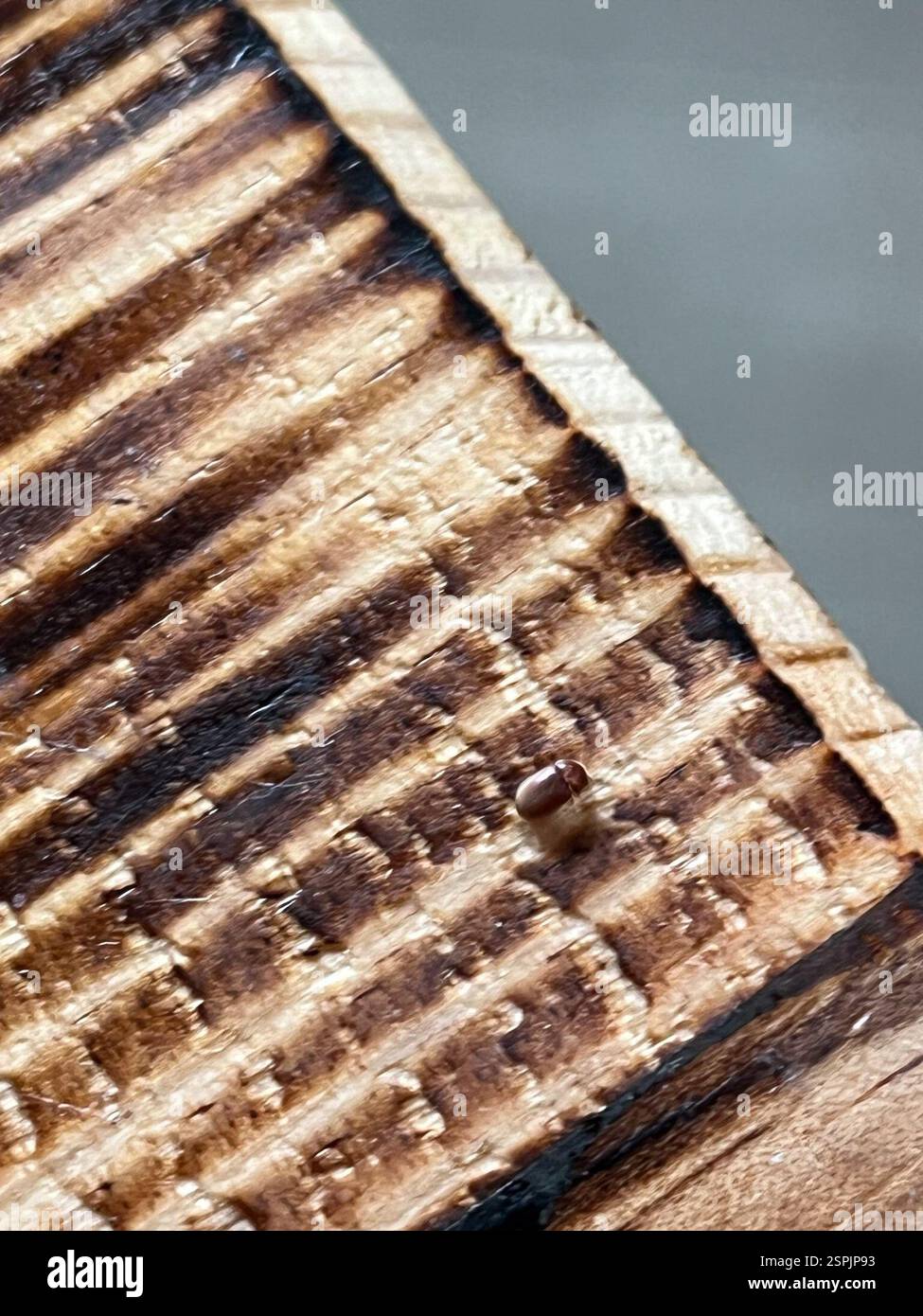 Deathwatch, Spider, and Wood-borer Beetles (Ptinidae), Insecta, Rua do ...