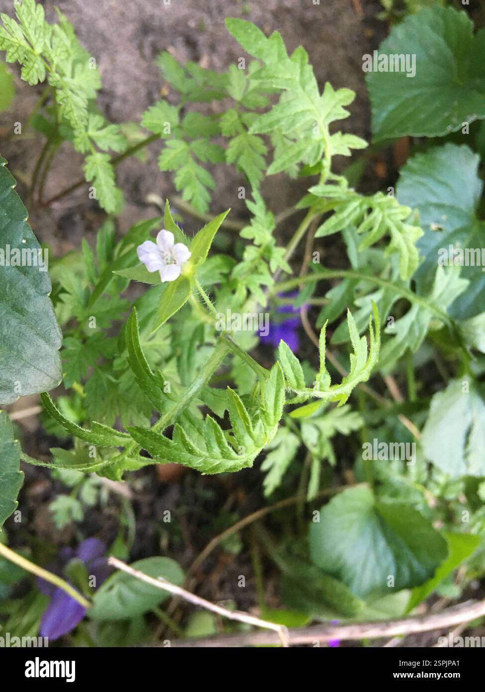 Aunt Lucy (Ellisia nyctelea), Plantae, W Griggs St, Urbana, IL, US ...