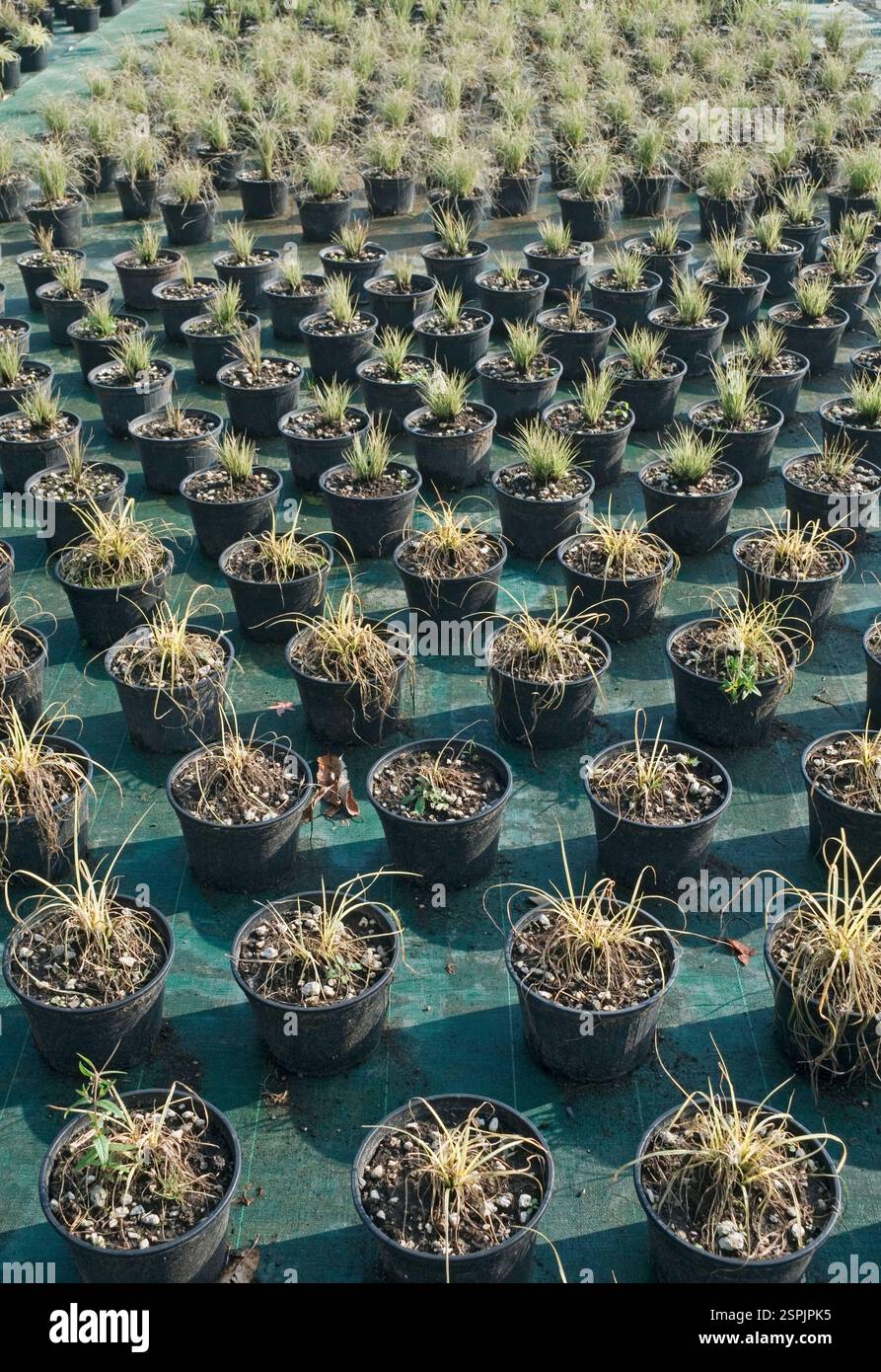 Greater Brown Sedge (Carex brunnea ' Variegata') young potted plants in ...