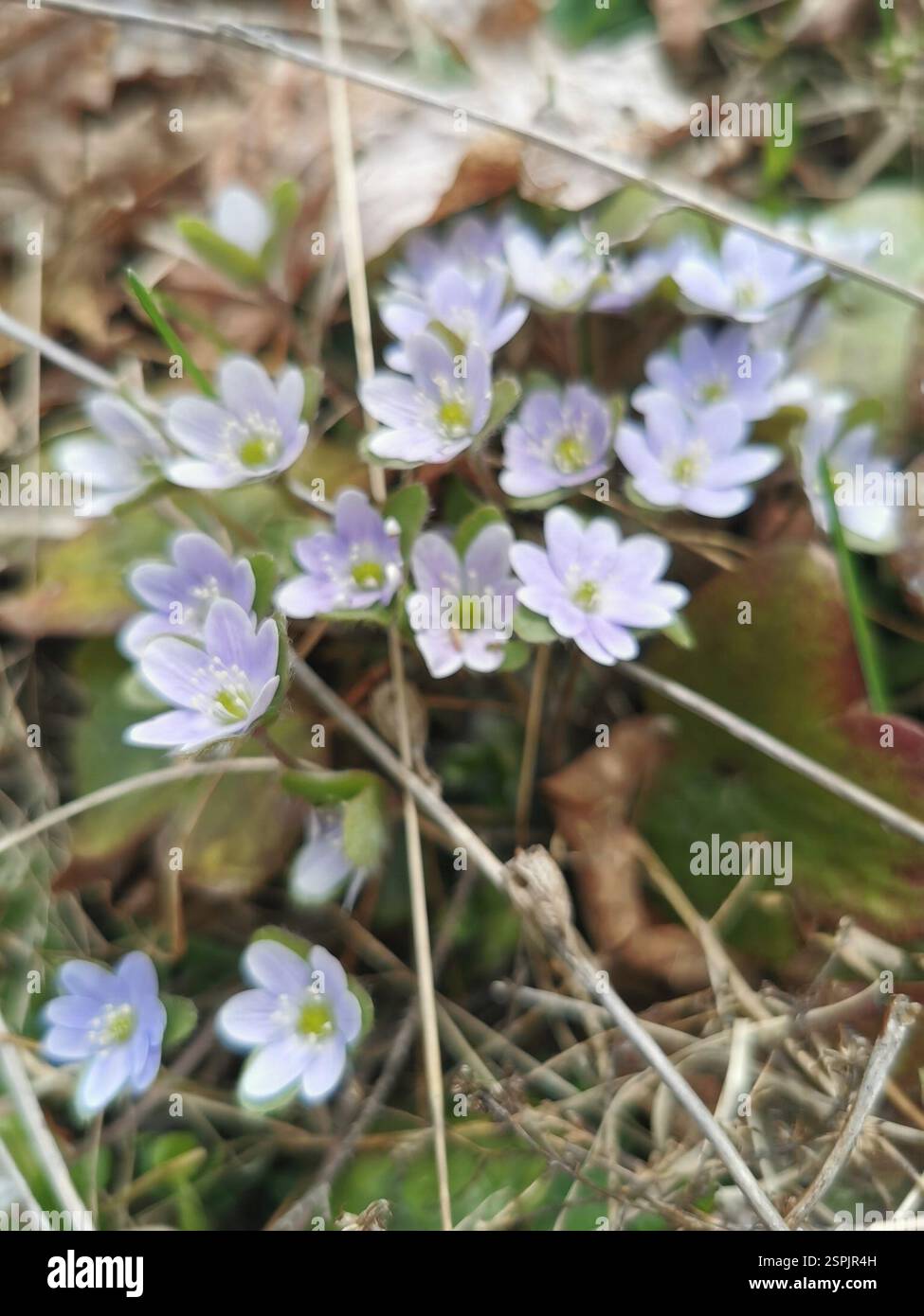 round-lobed hepatica (Hepatica americana), Plantae, Ontario, CA, Doesn ...
