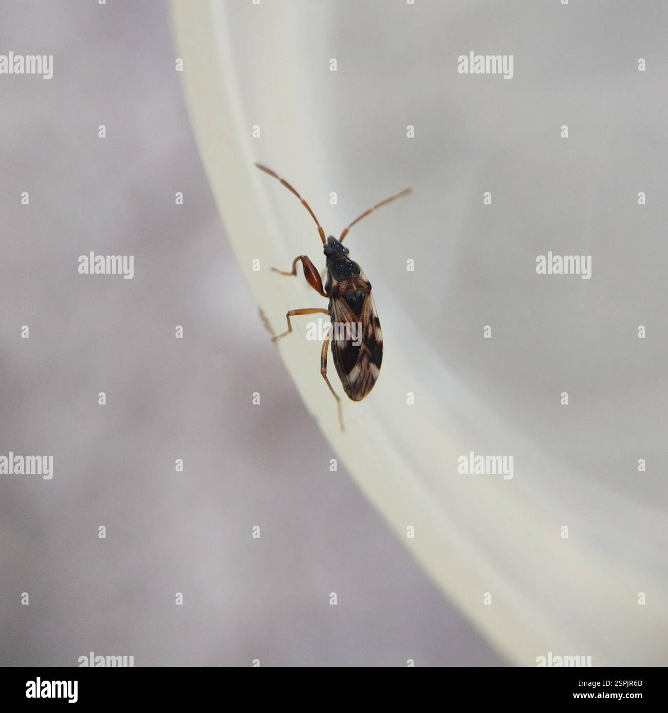 (Scolopostethus), Insecta, Kosanin dol, Pancharevo, Bulgaria Stock ...