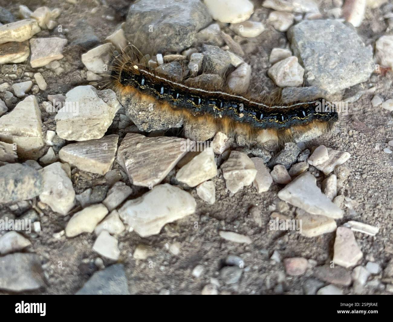 Eastern Tent Caterpillar Moth (Malacosoma americana), Insecta, American ...