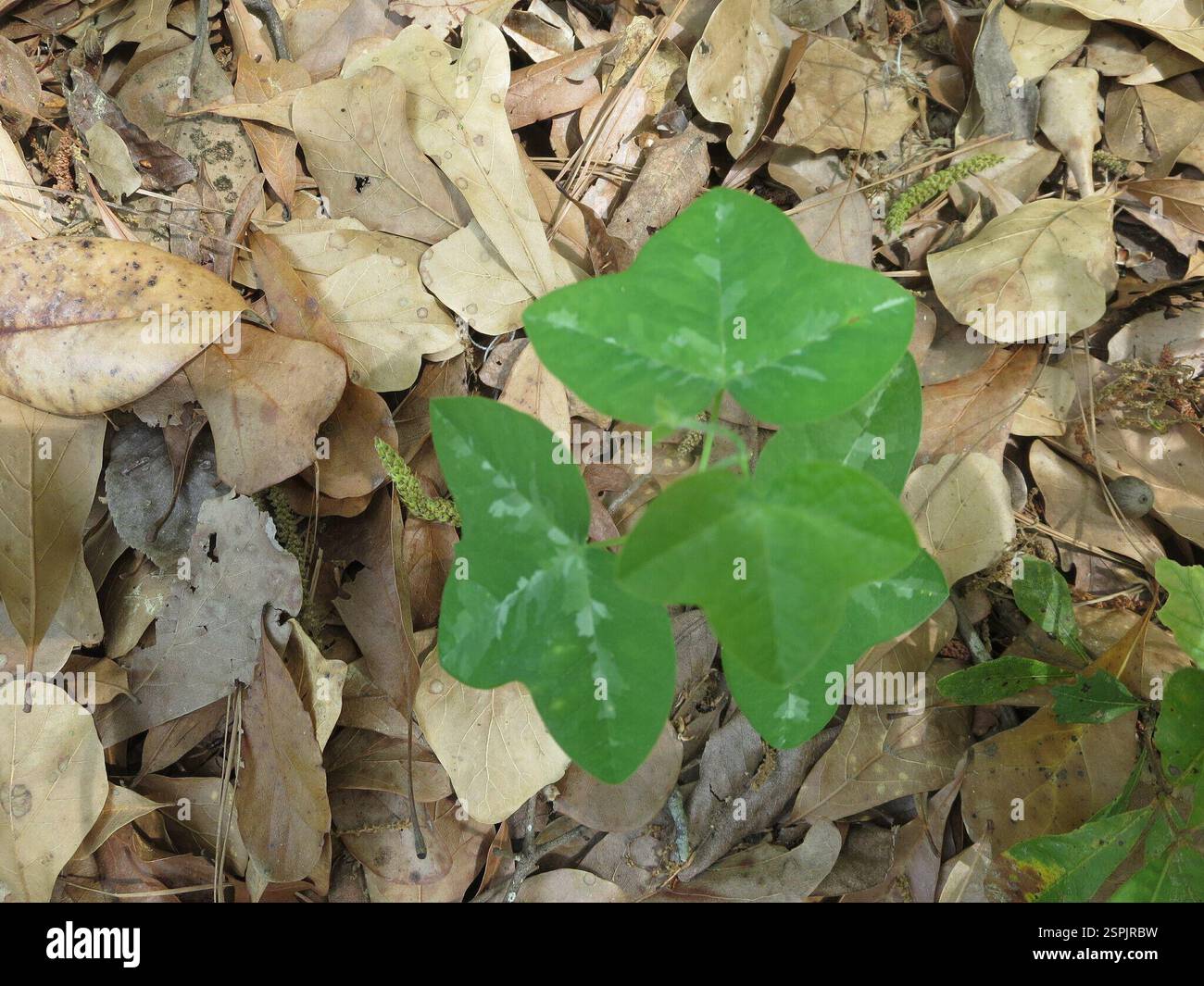 yellow passionflower (Passiflora lutea), Plantae, Windsor Forest ...