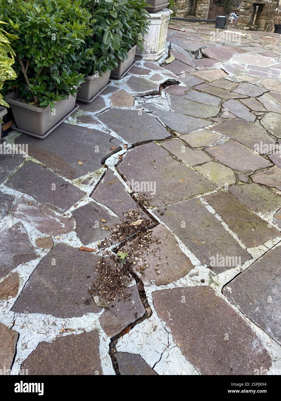 Large cracks spreading through crazy paving, surrounded by potted ...