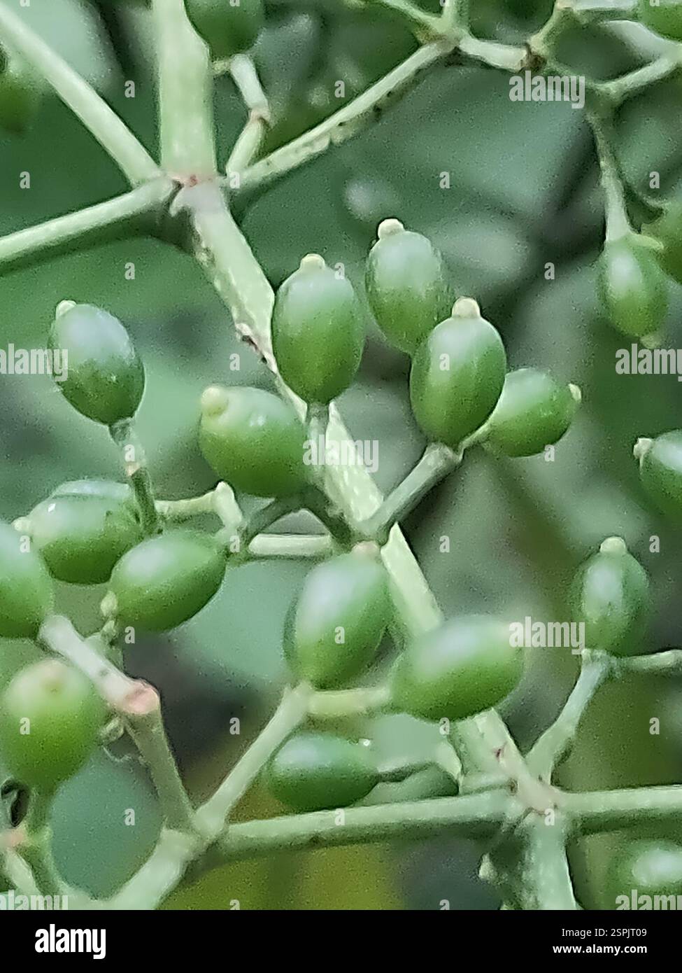 flowering plants (Angiospermae), Plantae, Charlesburg, Paramaribo ...