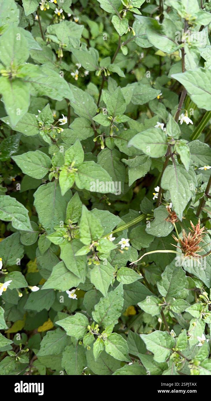 black nightshade (Solanum nigrum), Plantae, Paparoa National Park ...