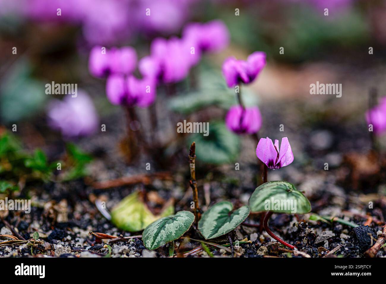 Unscharfe gruppe hi-res stock photography and images - Alamy