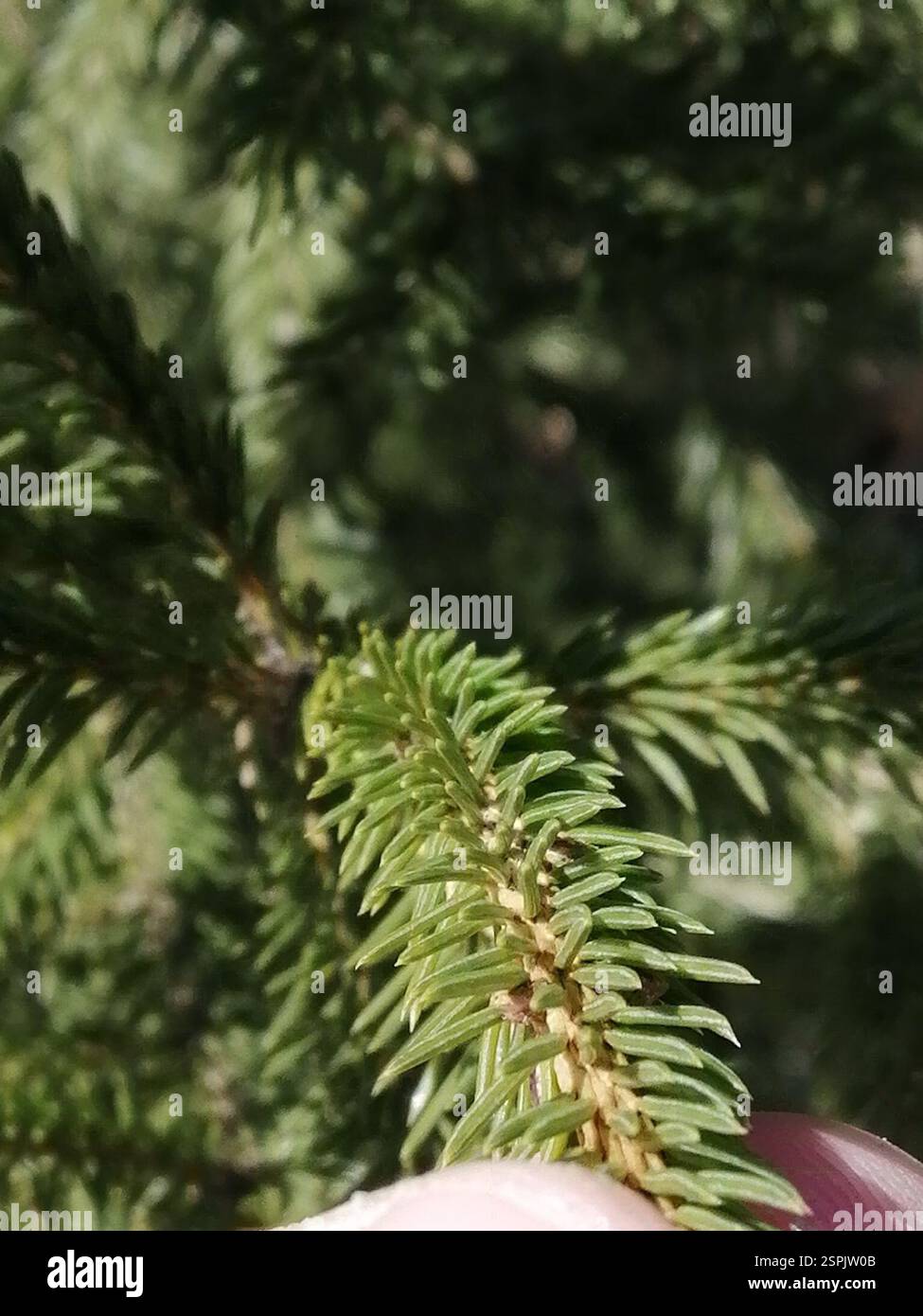 Siberian spruce (Picea obovata), Plantae, Иркутская обл., Россия ...