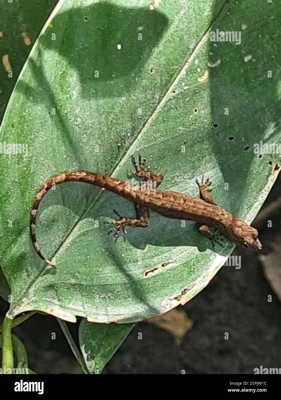 Bridled Forest Gecko (Gonatodes humeralis), Reptilia, Kwakoegron ...