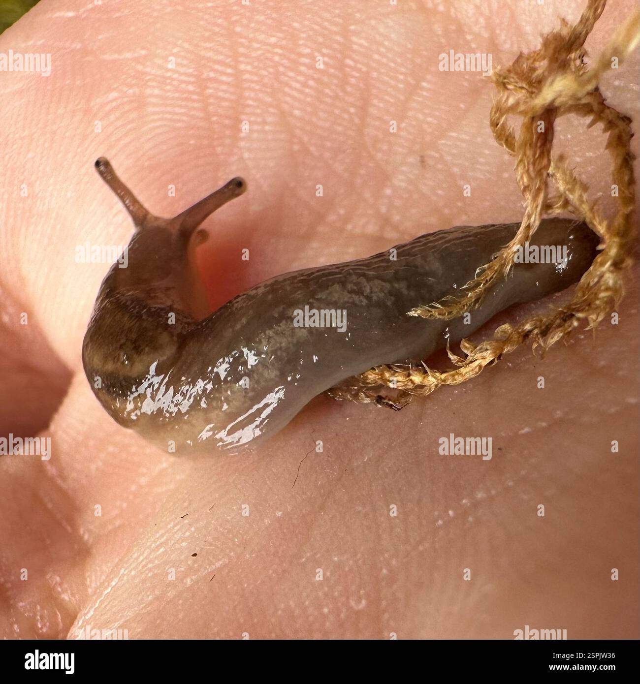 Threeband Slugs (Ambigolimax), Mollusca, Kentucky, US Stock Photo - Alamy