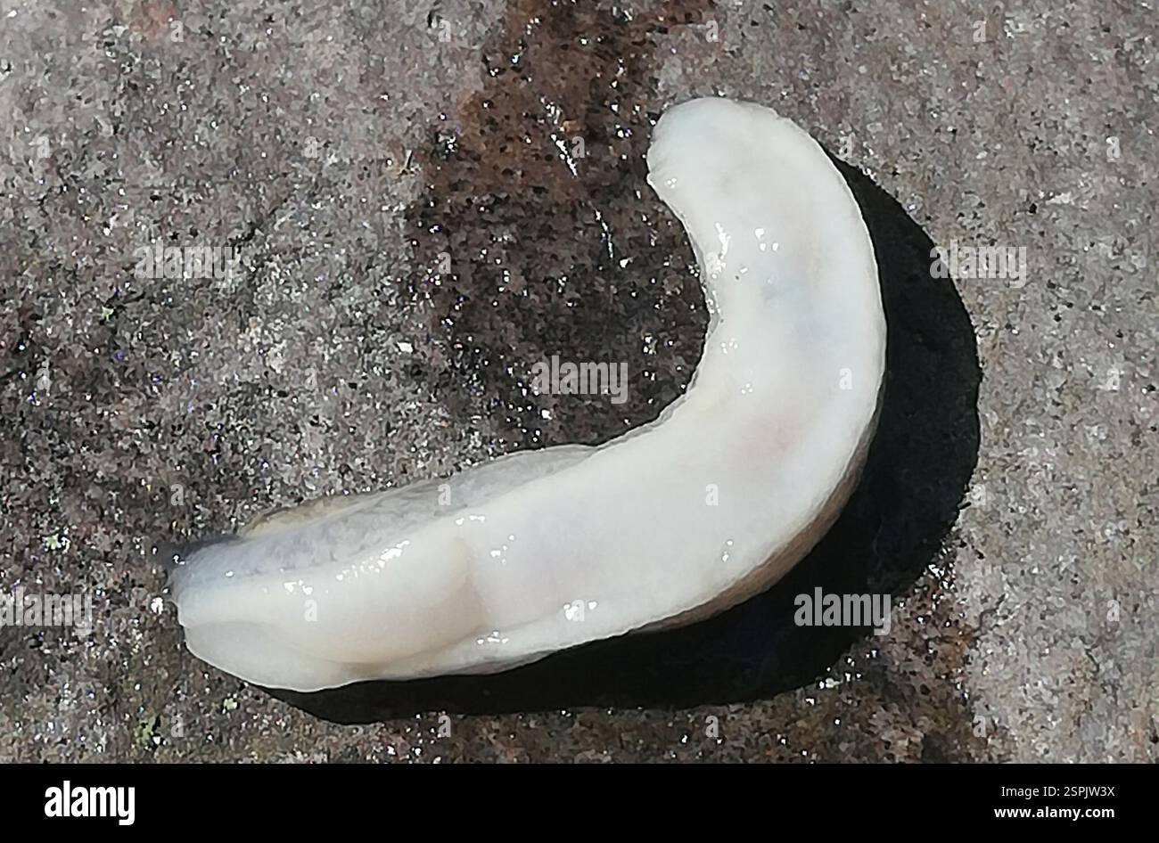 Genital pore hi-res stock photography and images - Alamy