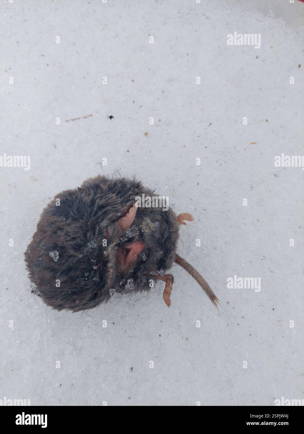 Northern Short-tailed Shrew (Blarina brevicauda), Mammalia, Township Of ...