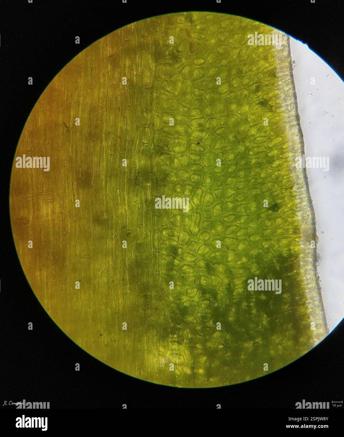 Rigid Screw Moss (Aloina rigida), Plantae, Lugo, Spain, On clay soil ...