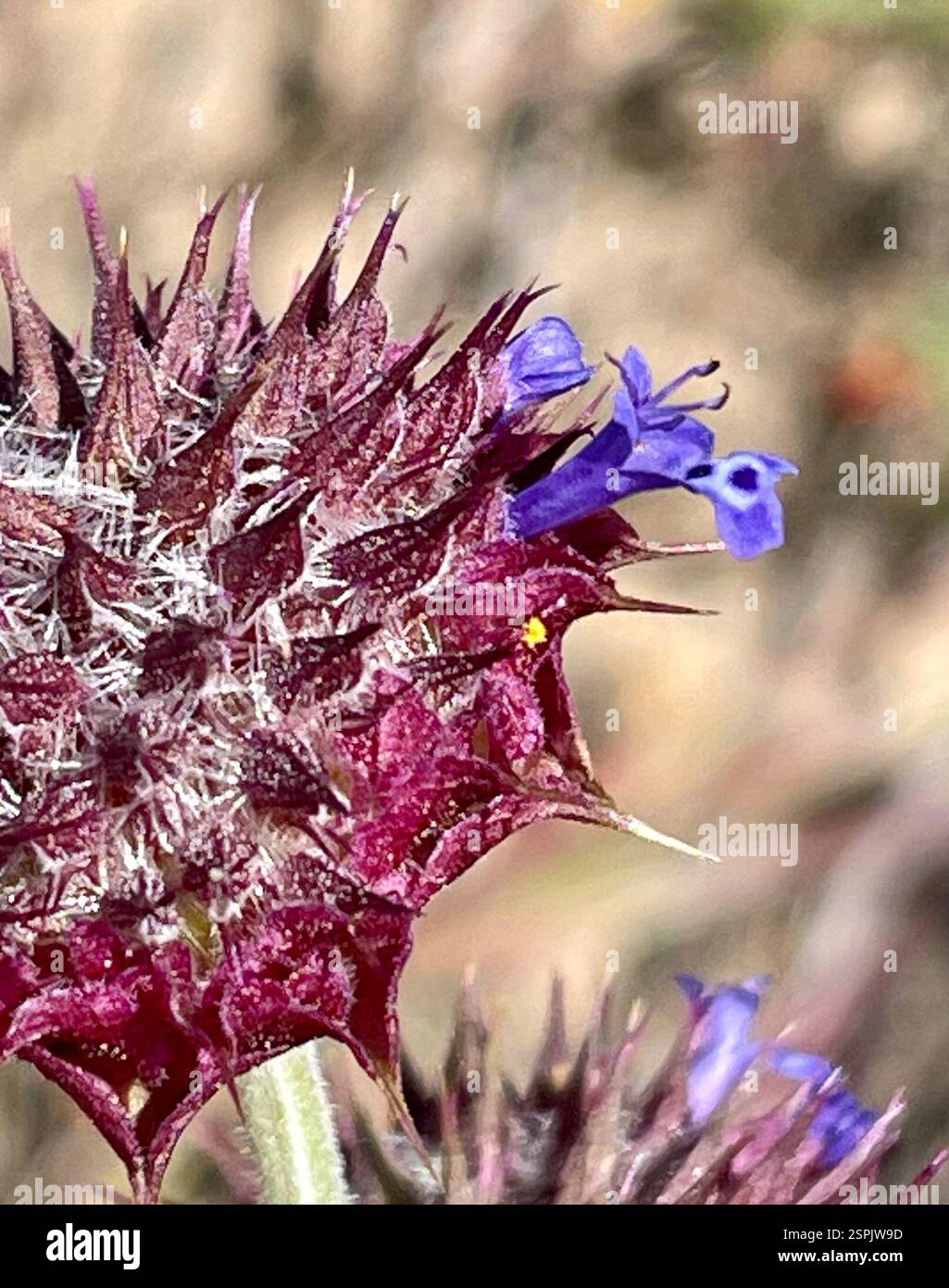Chia (Salvia columbariae), Plantae, Fort Ord National Monument, Marina ...
