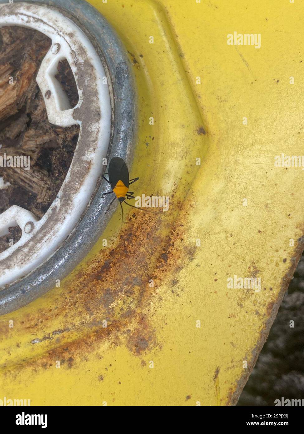 (Prepops insitivus), Insecta, Sam Houston National Forest, Shepherd, TX, US Stock Photo - Alamy