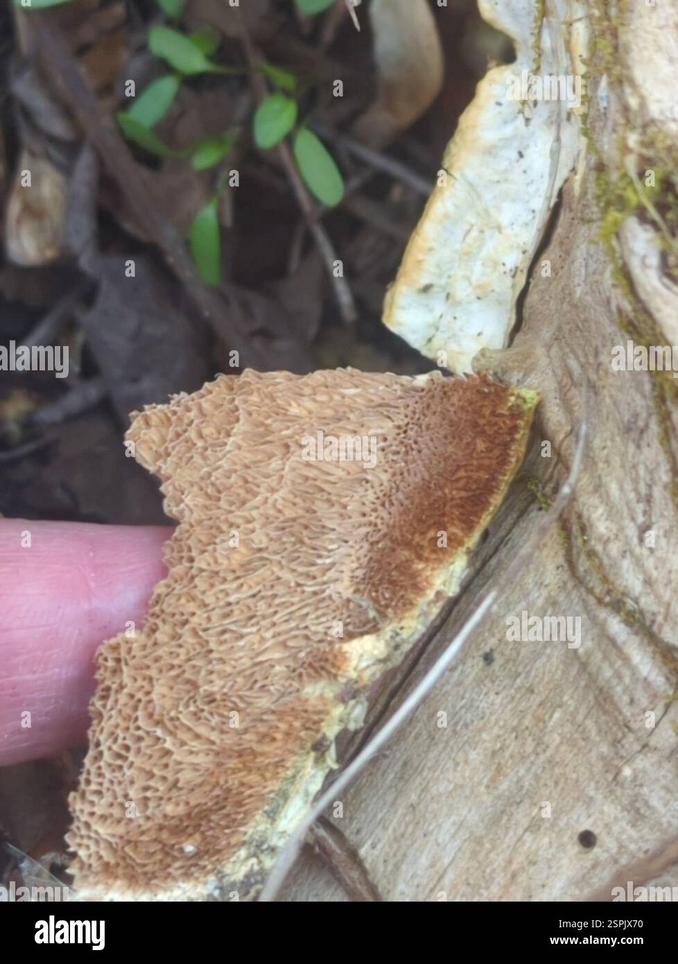 shelf fungi (Polyporales), Fungi, Chili, NY, USA, Resupinate polypores ...