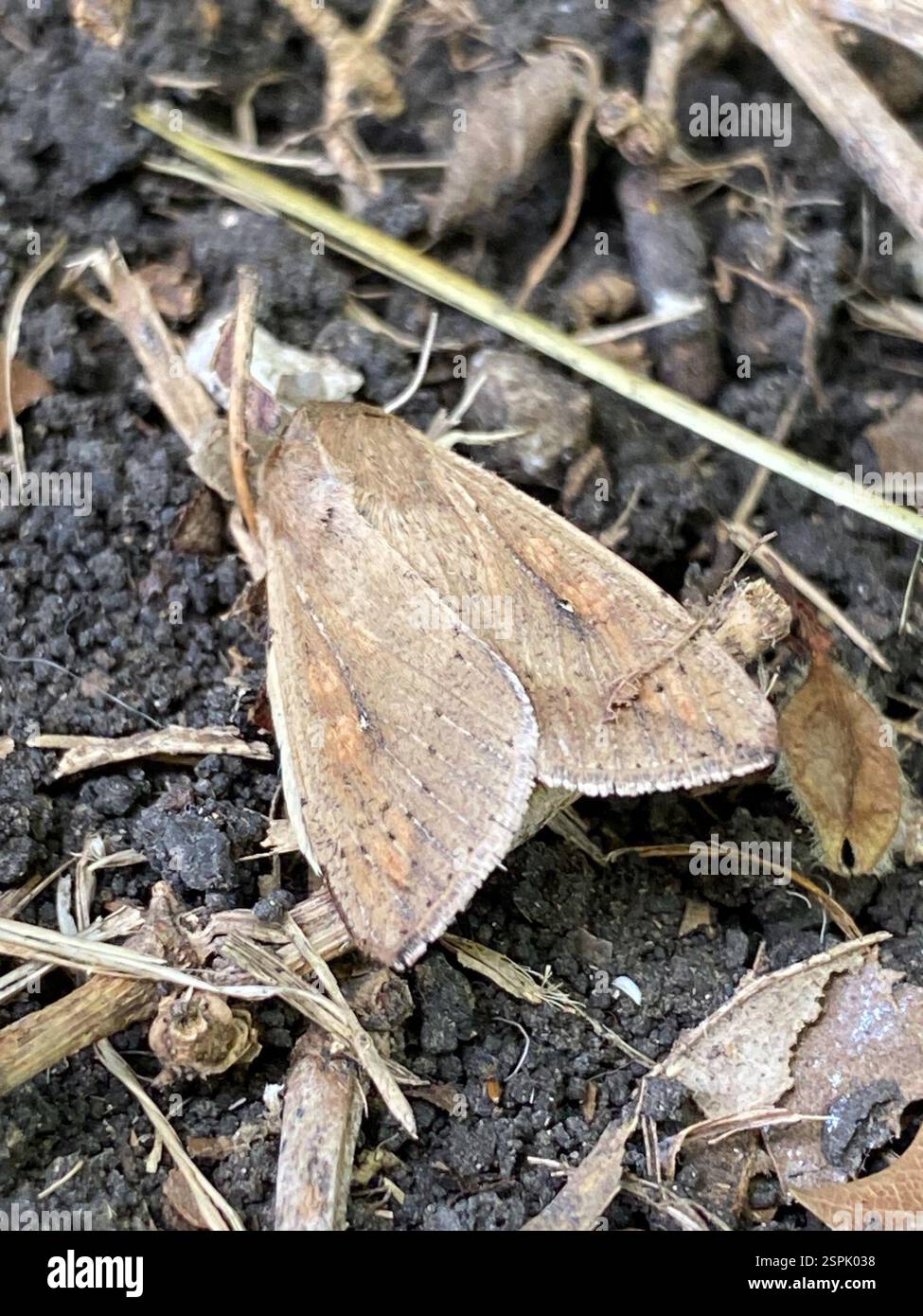 White-speck Moth (Mythimna unipuncta), Insecta, W Red Bird Ln, Dallas ...
