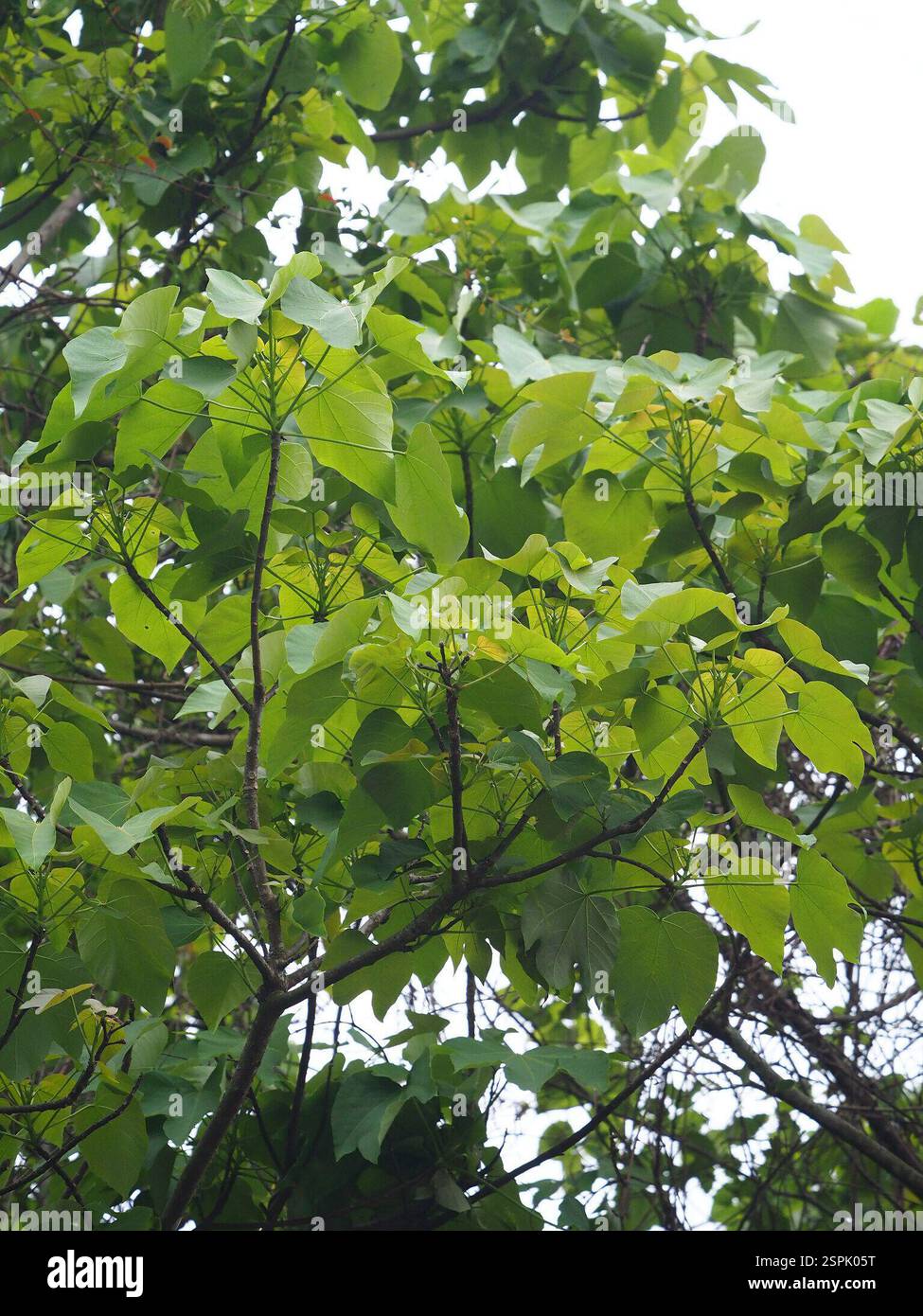 mu oil tree (Vernicia montana), Plantae, 台灣台北 Stock Photo - Alamy