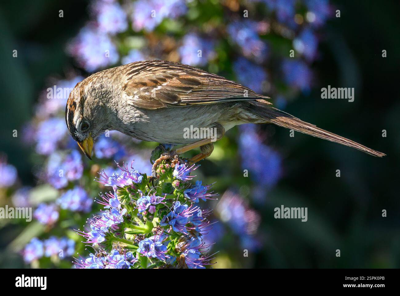 White-crowned Sparrow (Zonotrichia leucophrys), Aves, Marina Bay ...