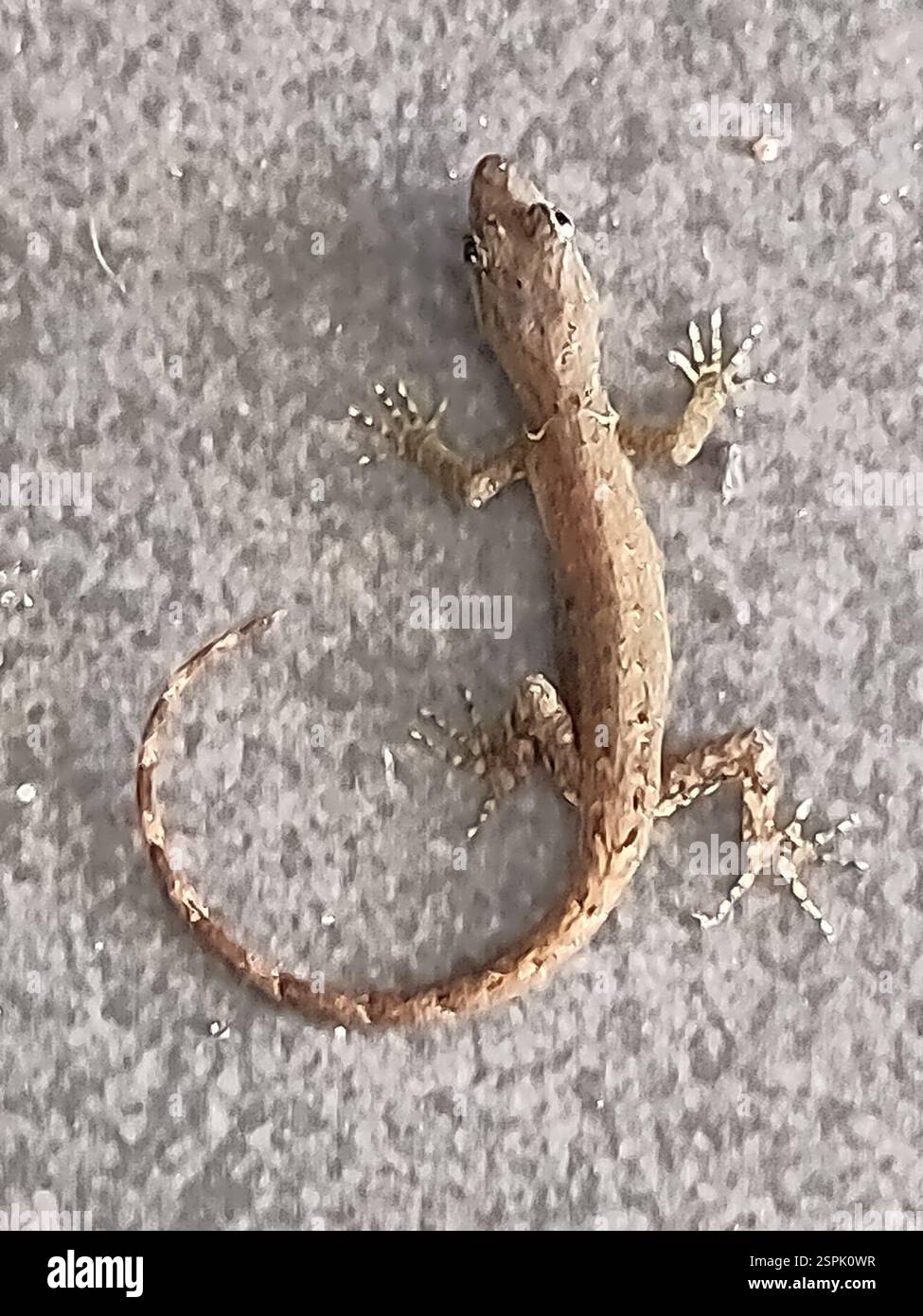 Bridled Forest Gecko (Gonatodes humeralis), Reptilia, Klaaskreek, SR-BR ...
