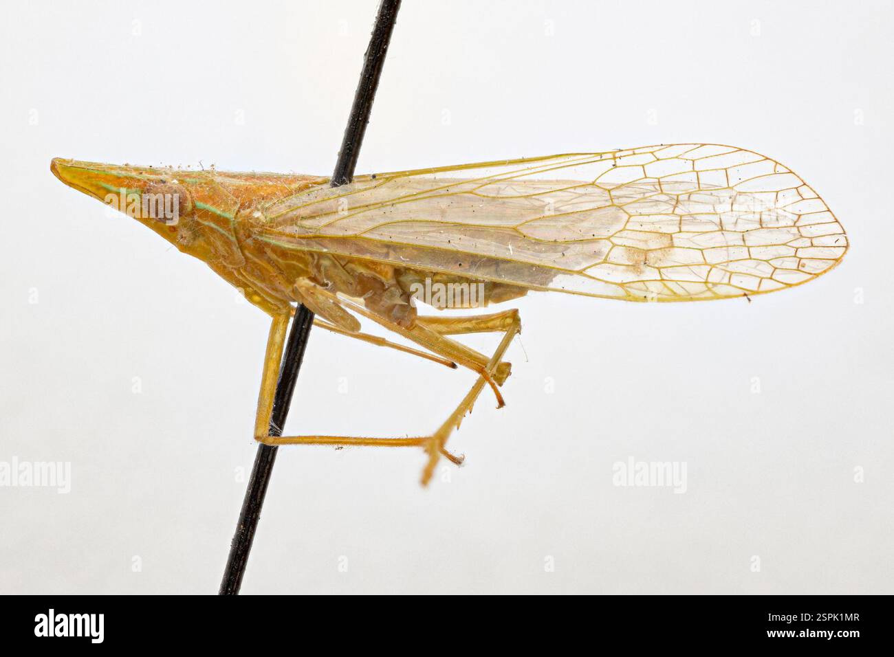 (Hyalodictyon platyrhinum), Insecta, Rest of Region 7, GY-CU, GY ...