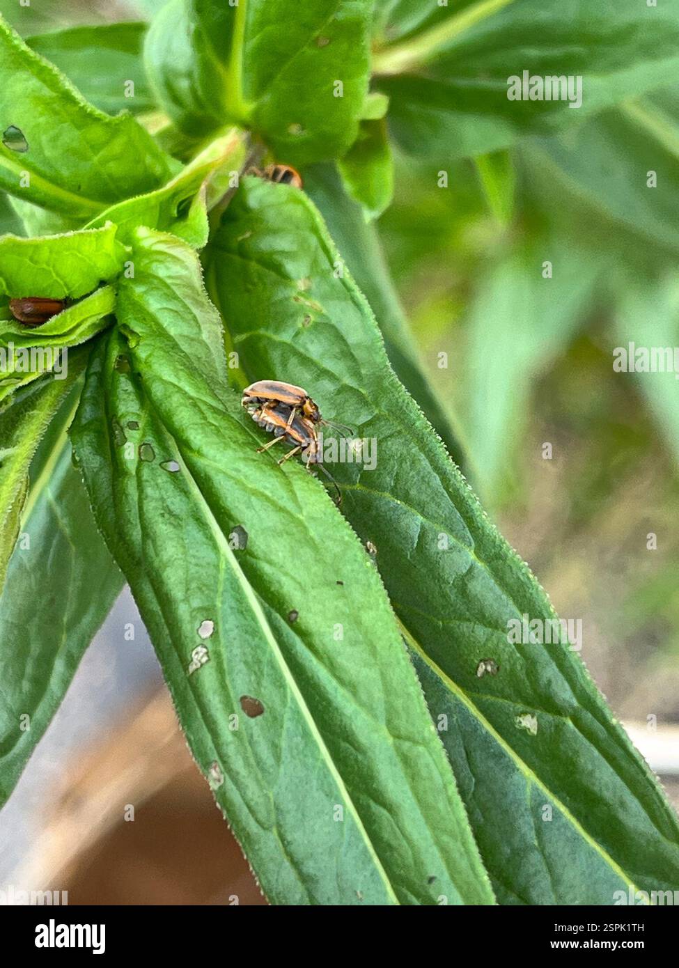 Black-margined Loosestrife Beetle (Galerucella calmariensis), Insecta ...