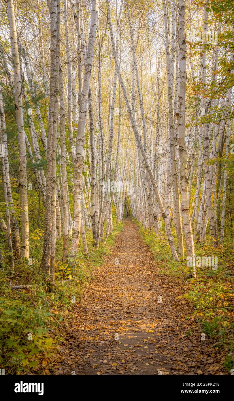 Path of birch trees in the forest with fall foliage Stock Photo - Alamy