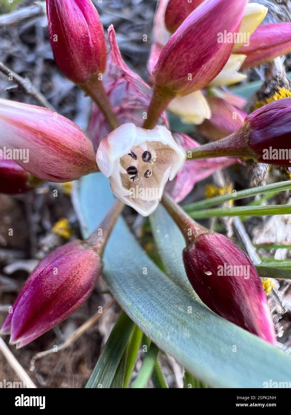 fragile onion (Allium scilloides), Plantae, Washington, US, Only one I ...